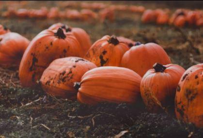 Virtual Escape Room: Escape from the Pumpkin Patch | Kanawha County ...